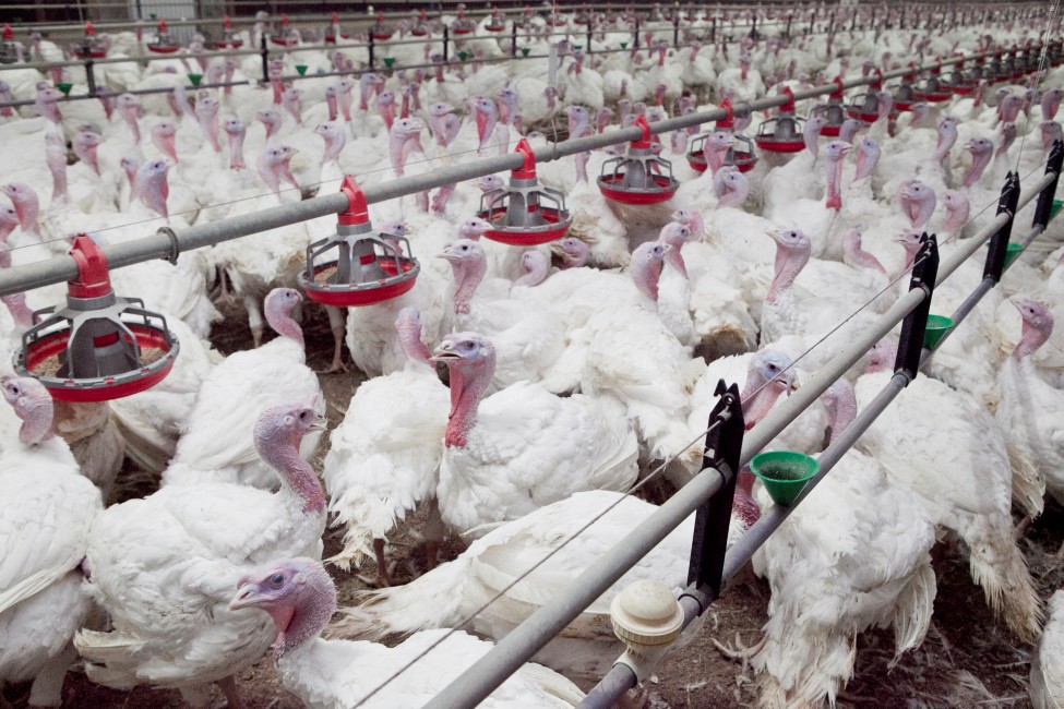 Фарма ћурки у Буквику: Сложен и одговоран, али исплатив посао - nula49.com